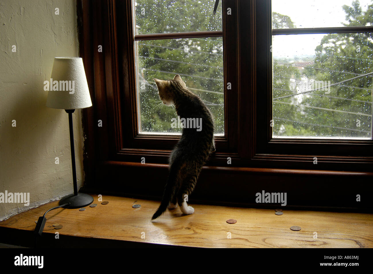 Kitten looking out of window Stock Photo - Alamy