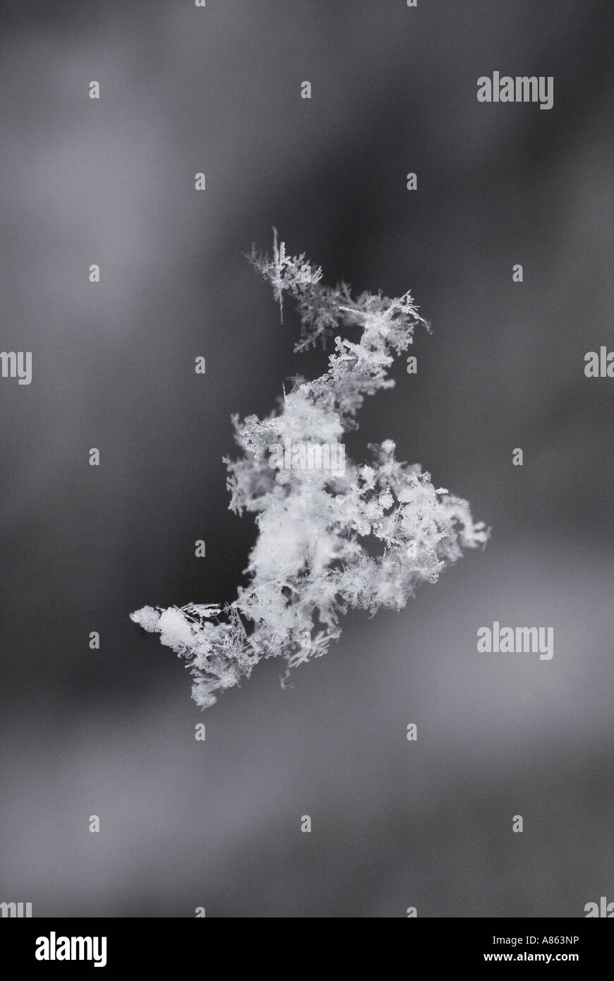 Snow flake falling Stock Photo - Alamy