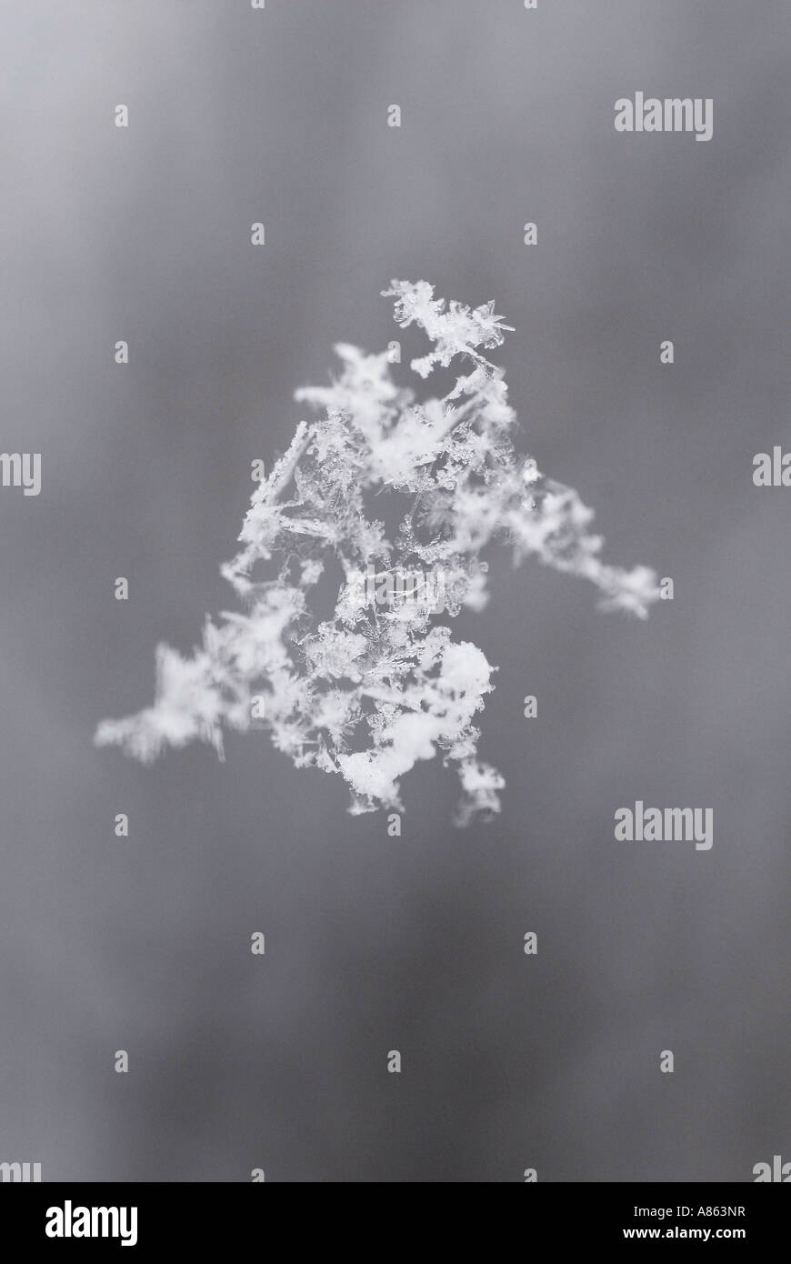 Snow flake falling Stock Photo - Alamy