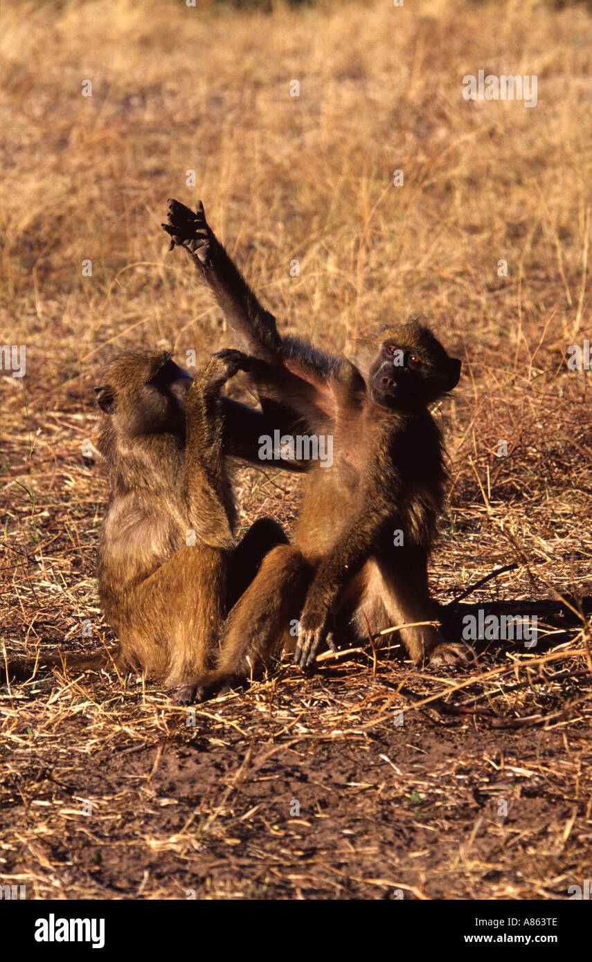 Chacma baboons grooming hi-res stock photography and images - Alamy