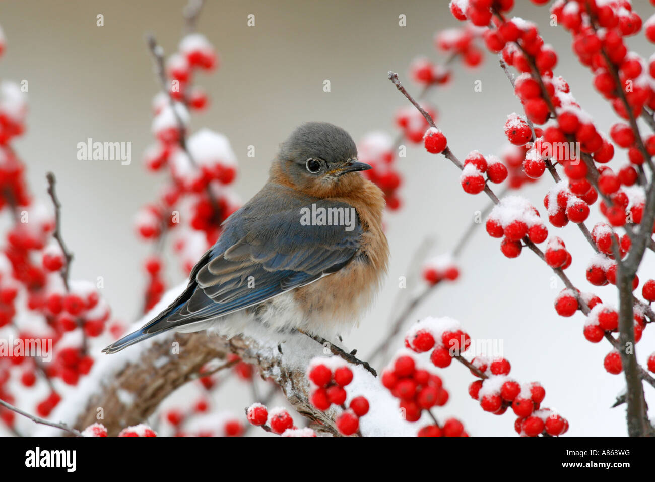 Eastern Bluebird in Snowy Winterberry Stock Photo - Alamy