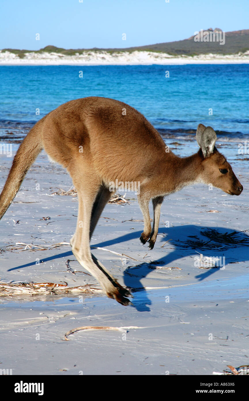 Kangaroo on the beach Stock Photo - Alamy