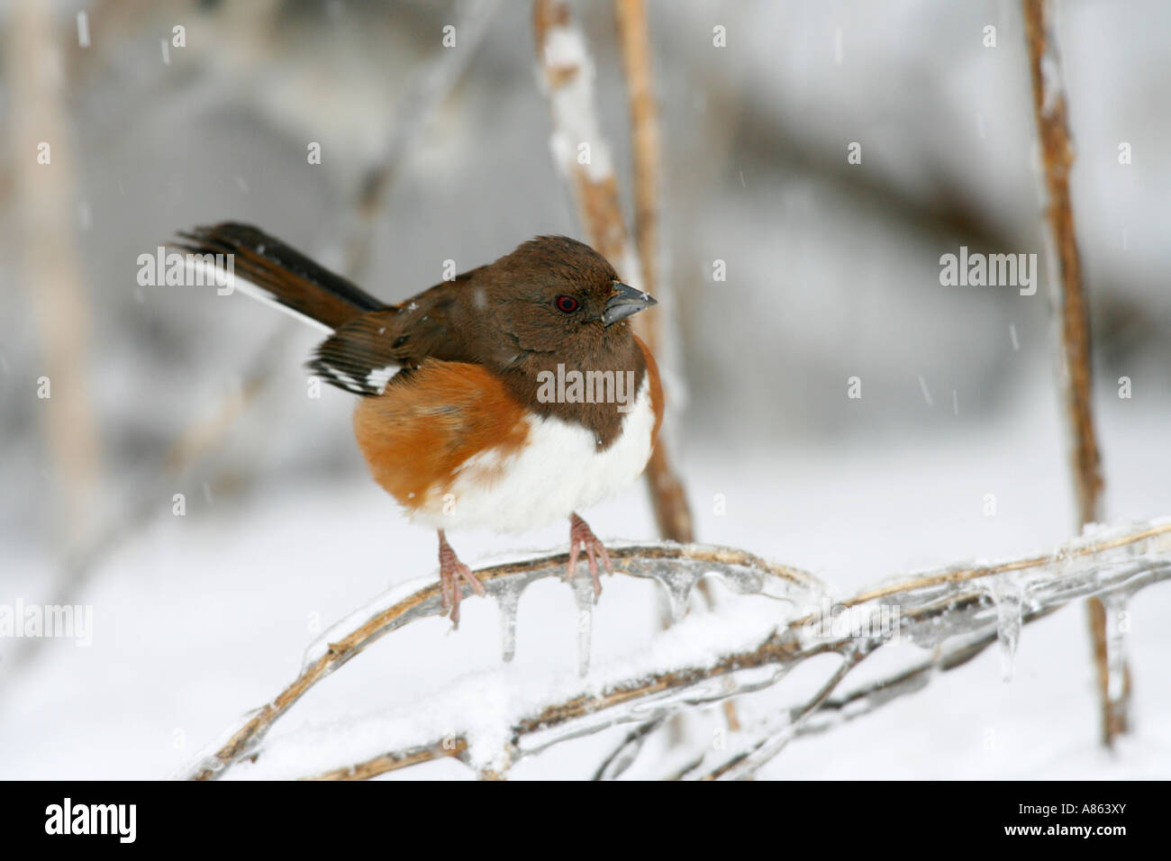 Female towhee hi-res stock photography and images - Alamy