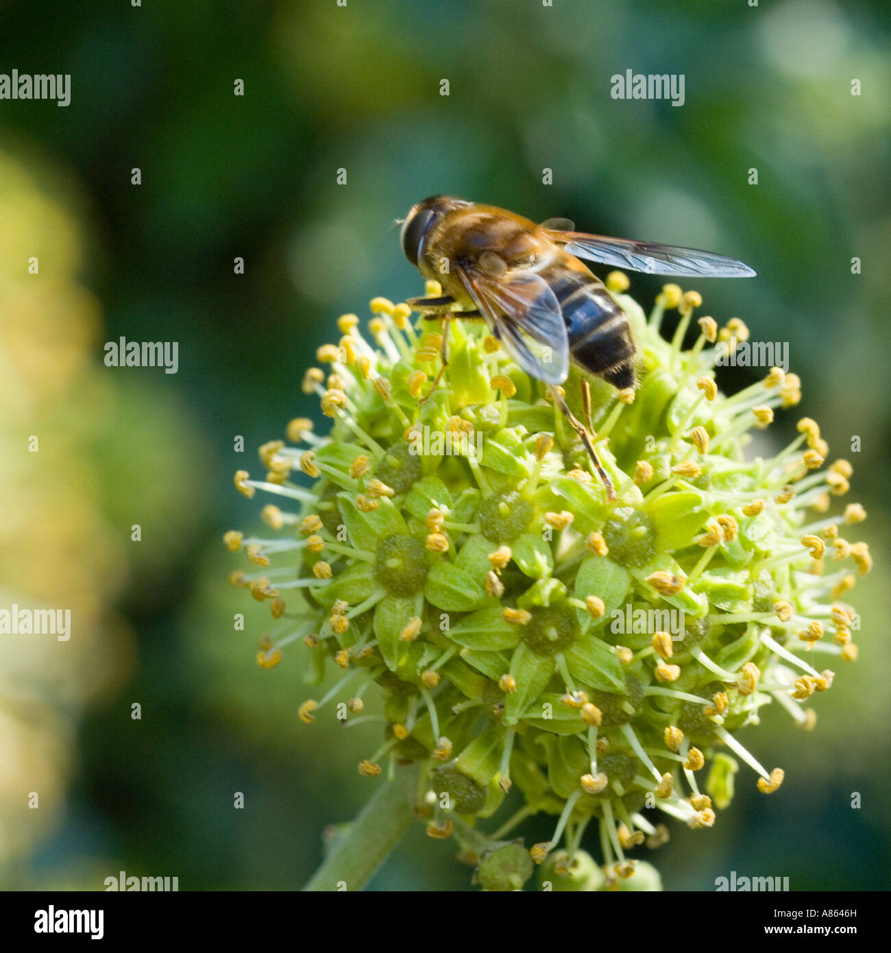 A macro closeup of bees collecting pollen from english garden flowers ...