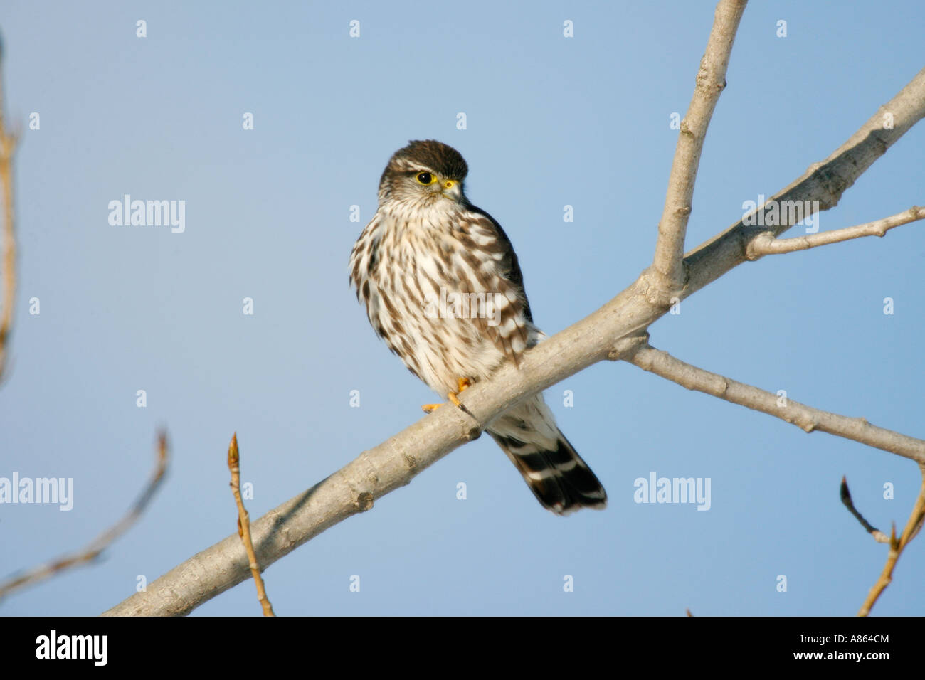 Female or Juvenile Merlin Ohio Stock Photo - Alamy