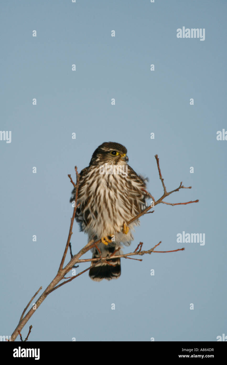 Female or Juvenile Merlin Ohio Vertical Stock Photo - Alamy