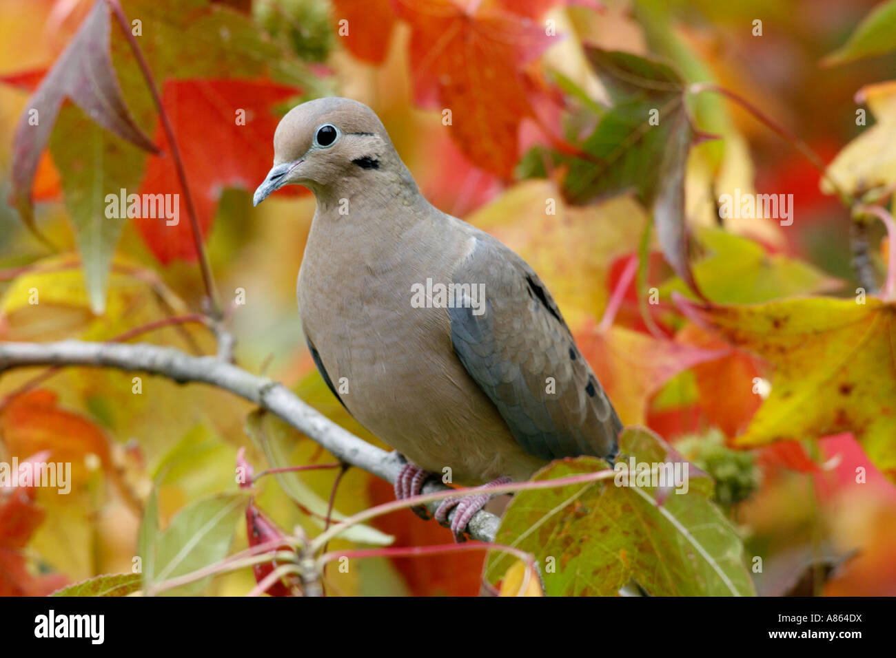 Mourning Dove in Fall Sweetgum Tree Stock Photo - Alamy