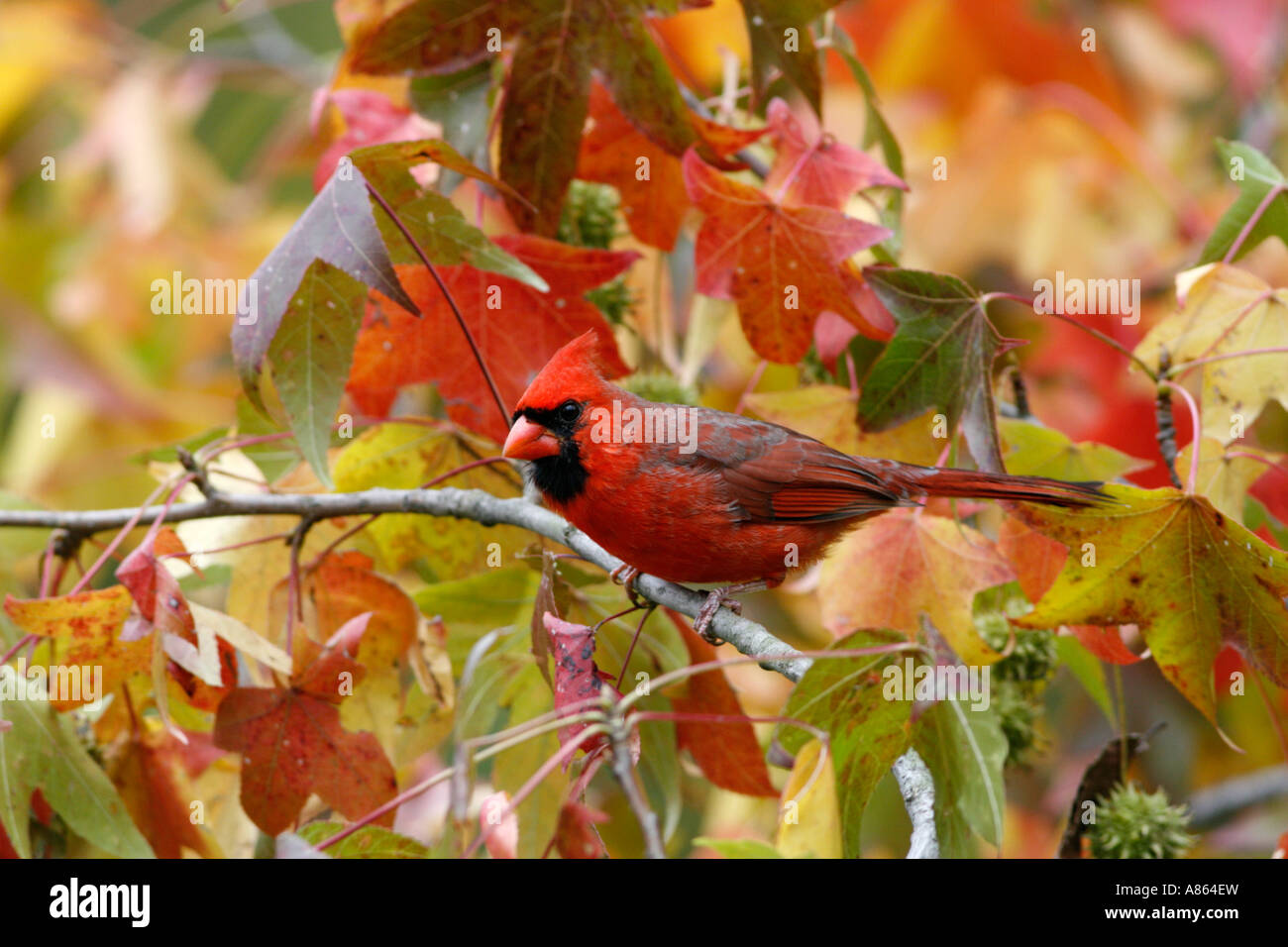 Fall cardinal hi-res stock photography and images - Alamy