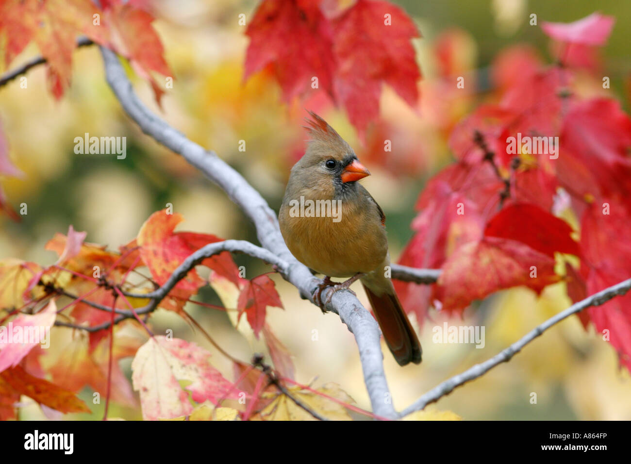Female Northern Cardinal in Fall Maple Tree Stock Photo - Alamy