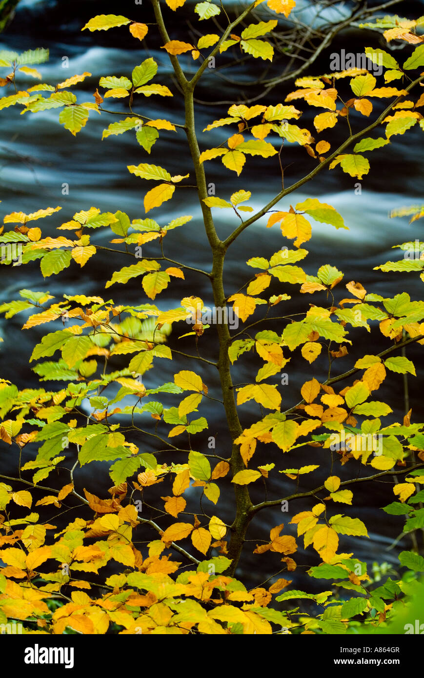 Cascading water in this english river flows past a beautiful beech ...