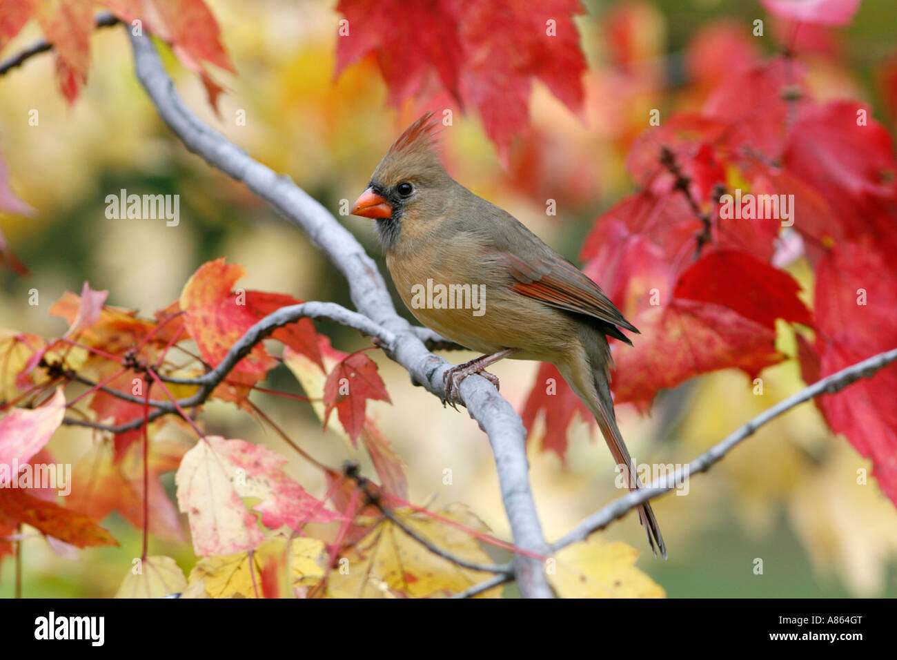 Female Northern Cardinal in Fall Maple Tree Stock Photo - Alamy