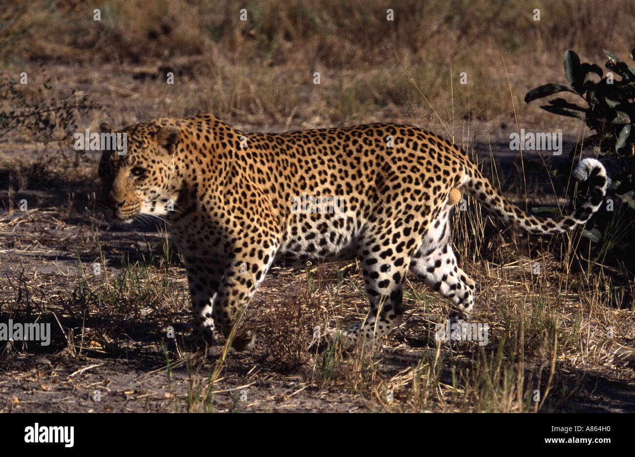 Leopard prowling okavango delta hi-res stock photography and images - Alamy