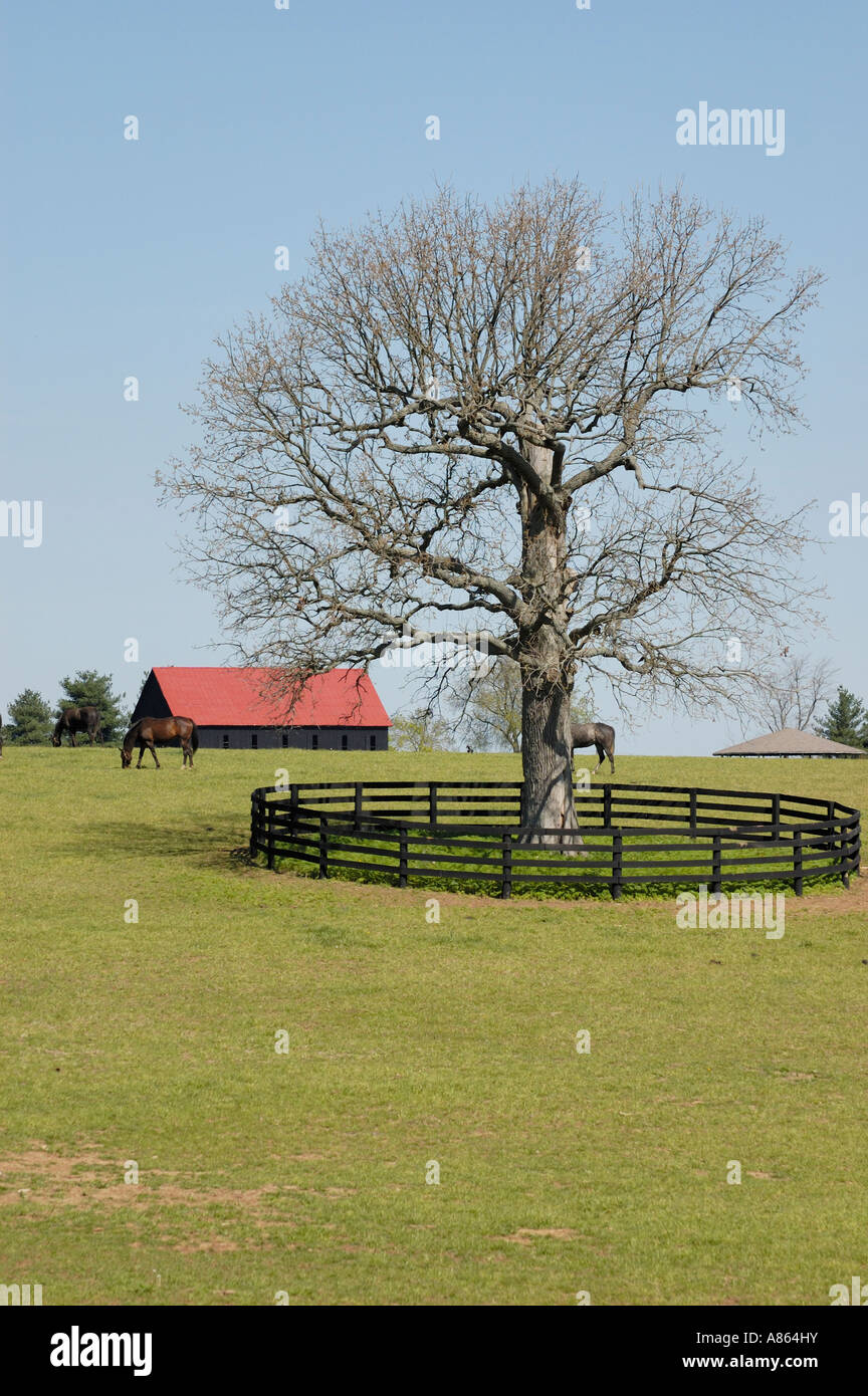 Horse farm in the Kentucky Bluegrass Stock Photo - Alamy