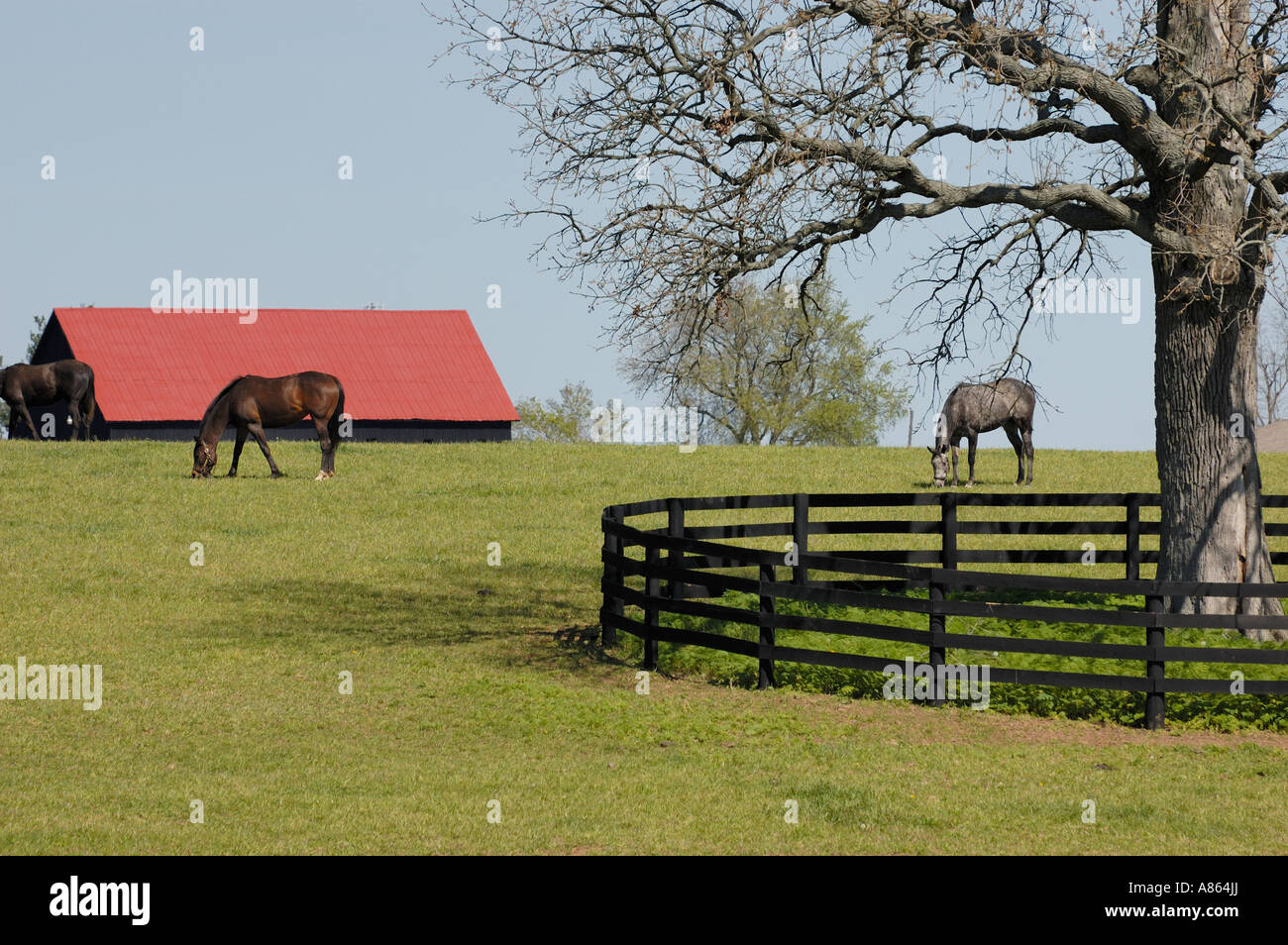 Horse farm in the Kentucky Bluegrass Stock Photo - Alamy