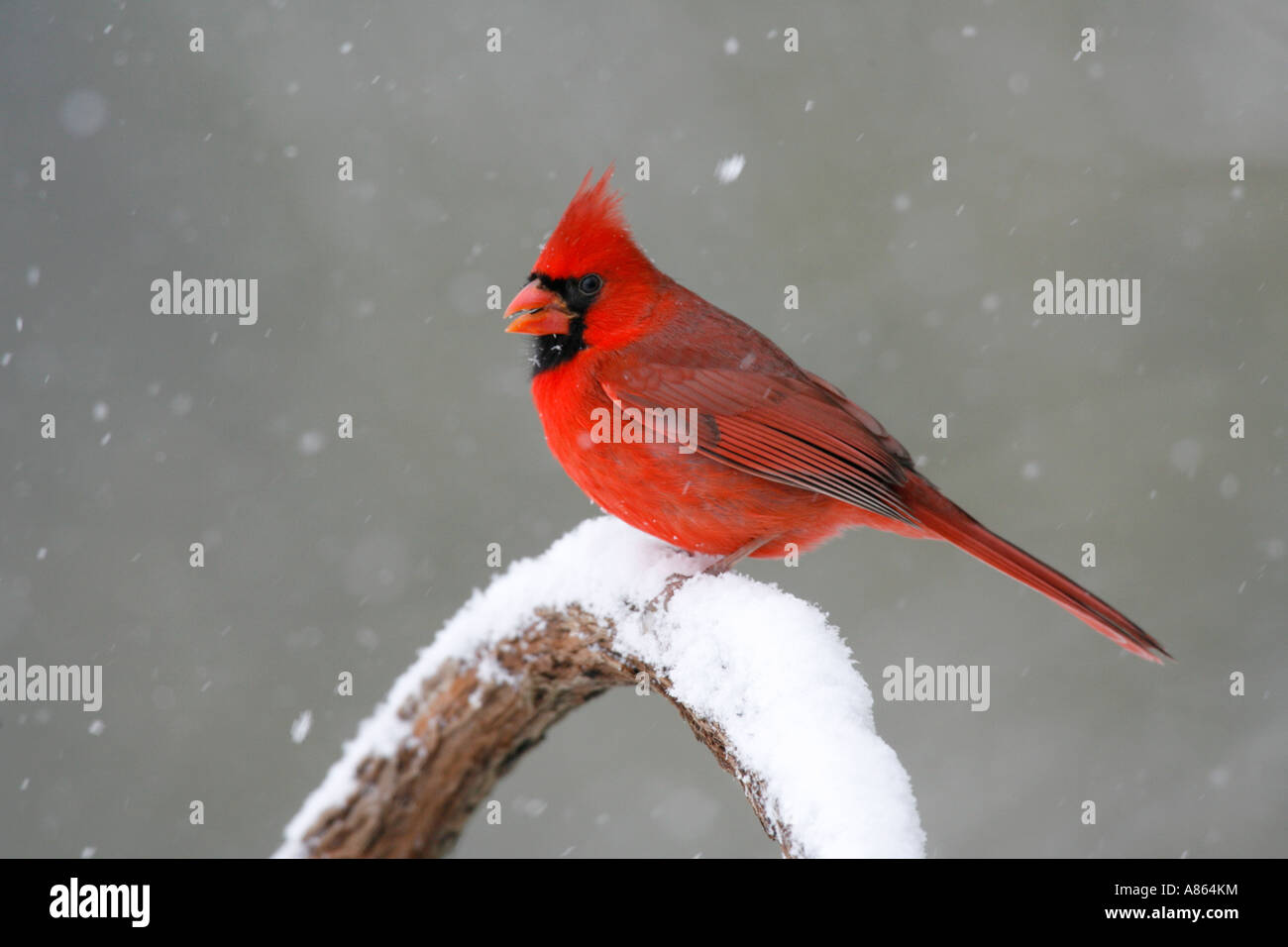 Male Northern Cardinal on Snowy Grape Vine Stock Photo - Alamy