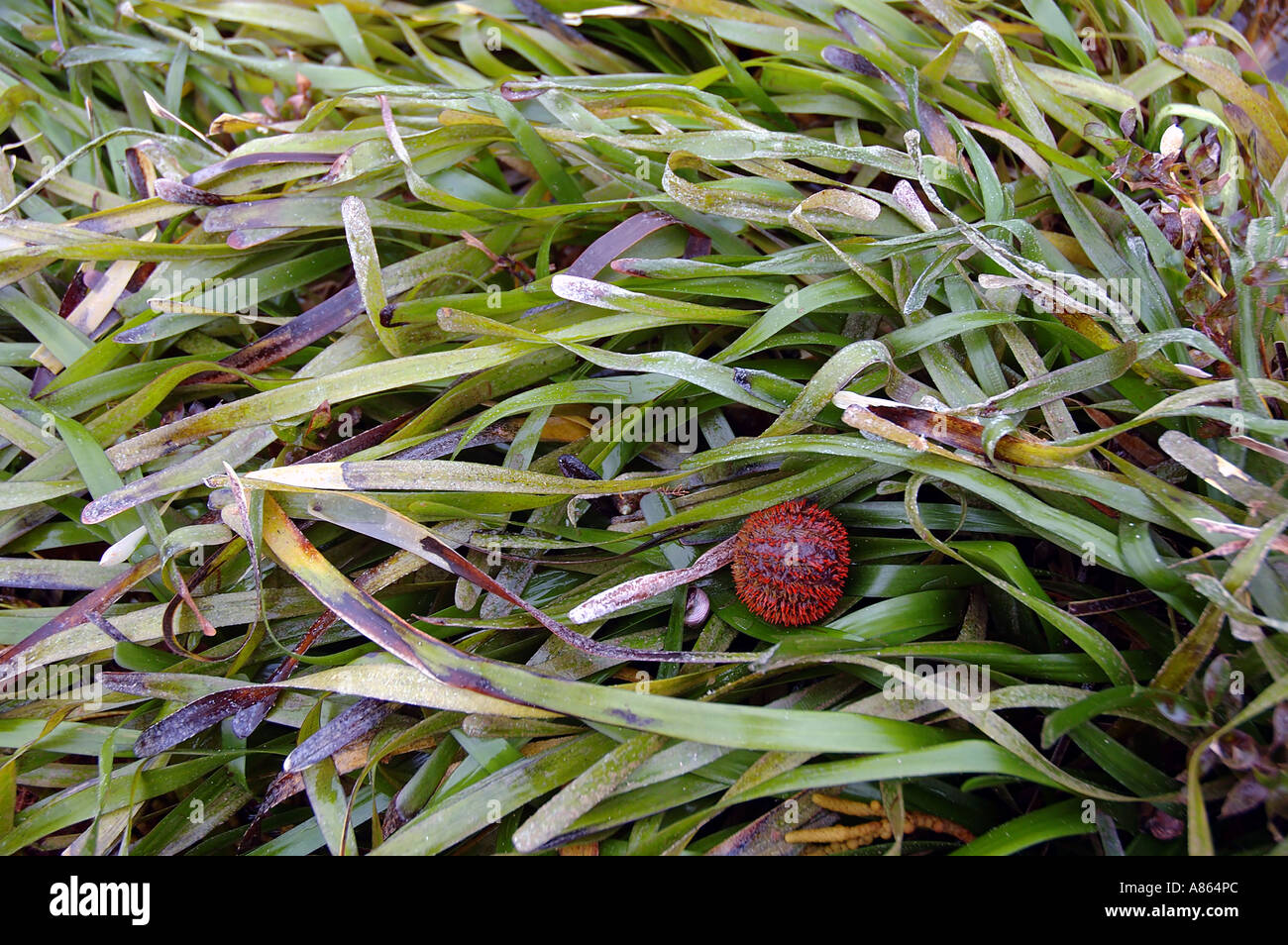 Echinoids hi-res stock photography and images - Alamy