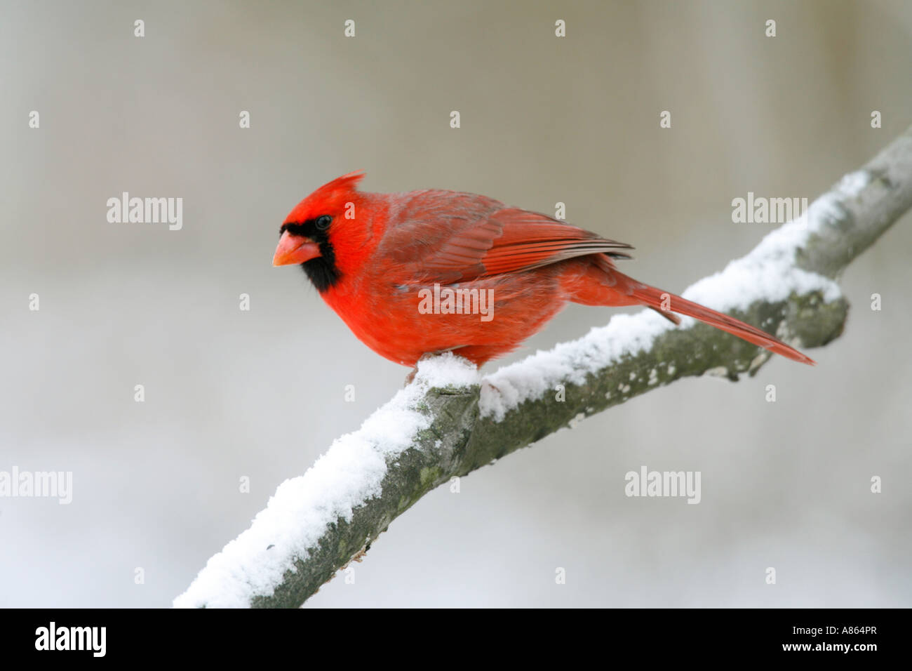 Male Northern Cardinal in Snow Stock Photo - Alamy