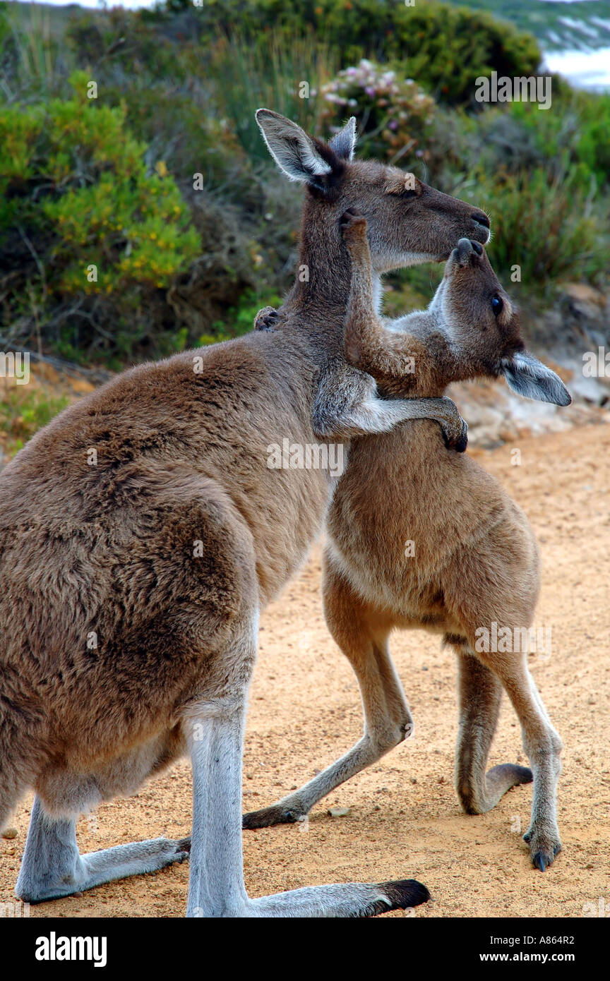 Joey kangaroo hugging its mother Stock Photo - Alamy