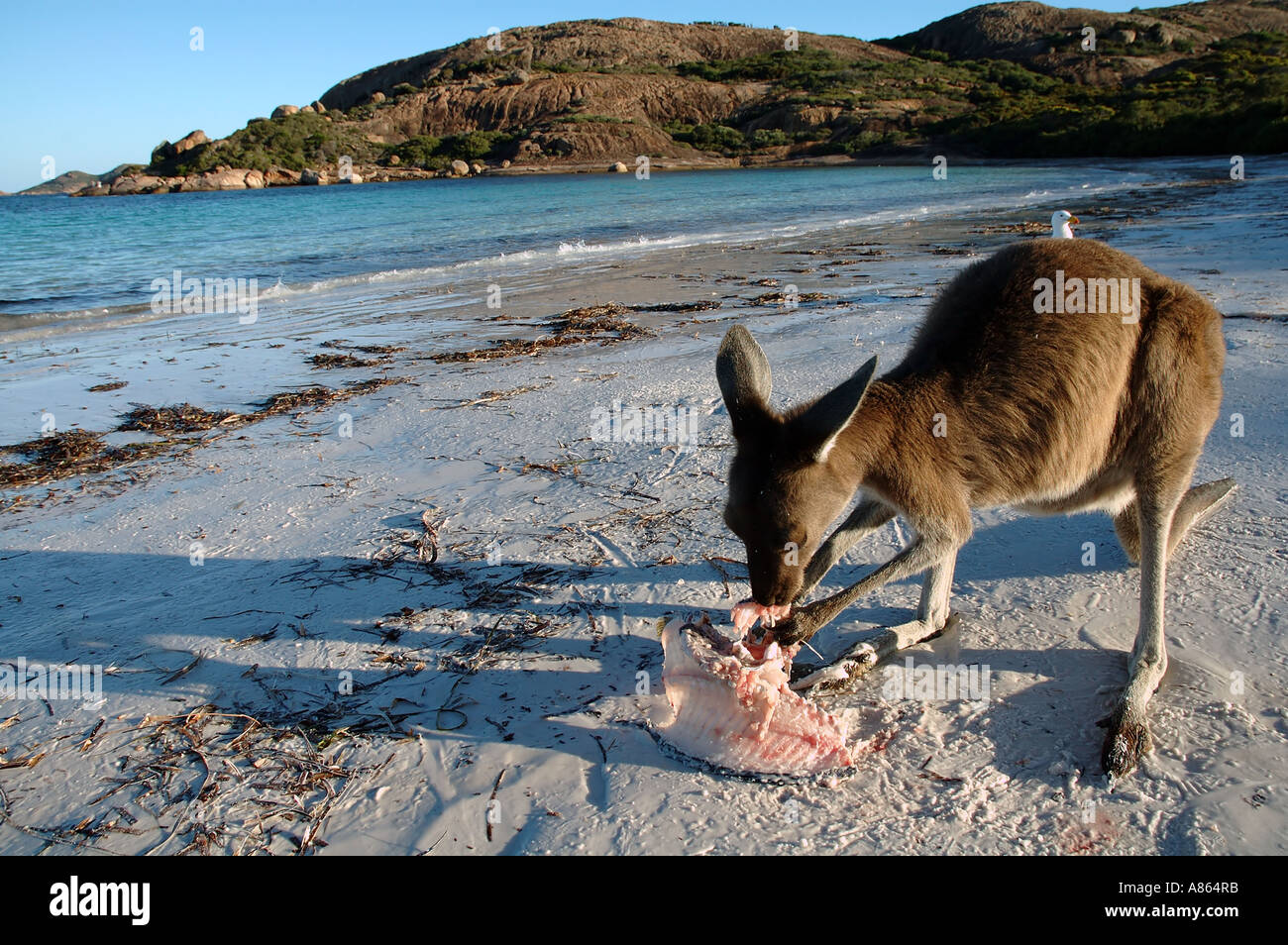 Fish wastes hi-res stock photography and images - Alamy