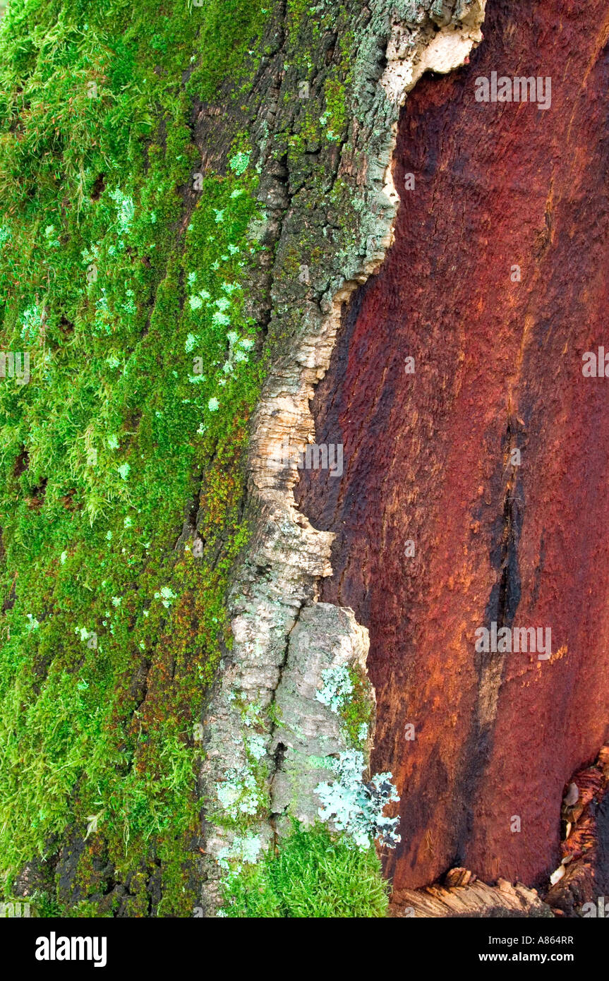 Bark to cortex hi-res stock photography and images - Alamy