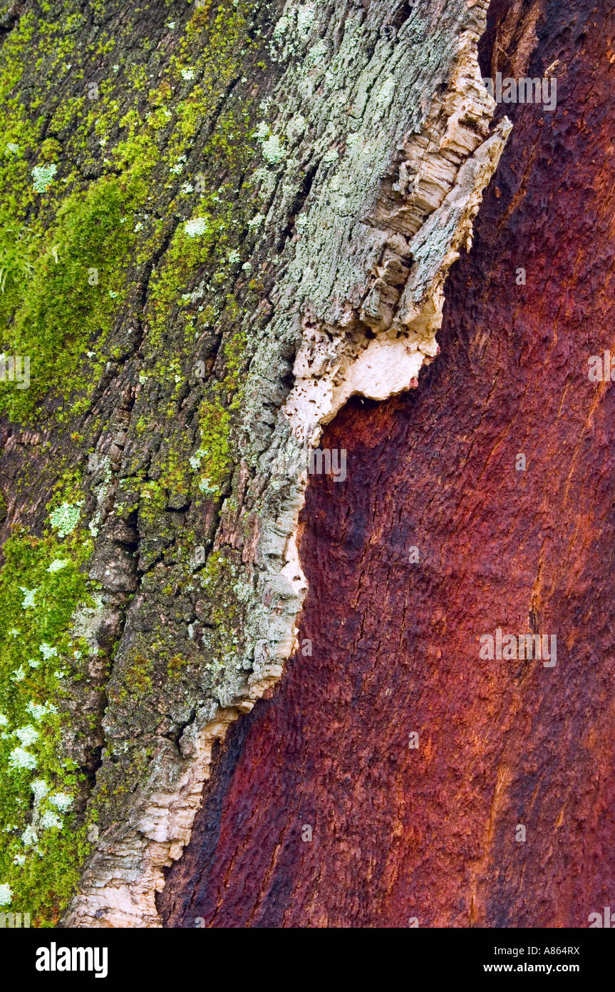 Strip bark hi-res stock photography and images - Alamy