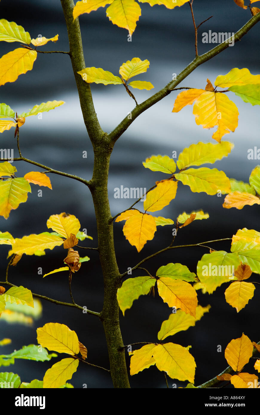 Autumn aesthetic image High Resolution Stock Photography and Images - Alamy