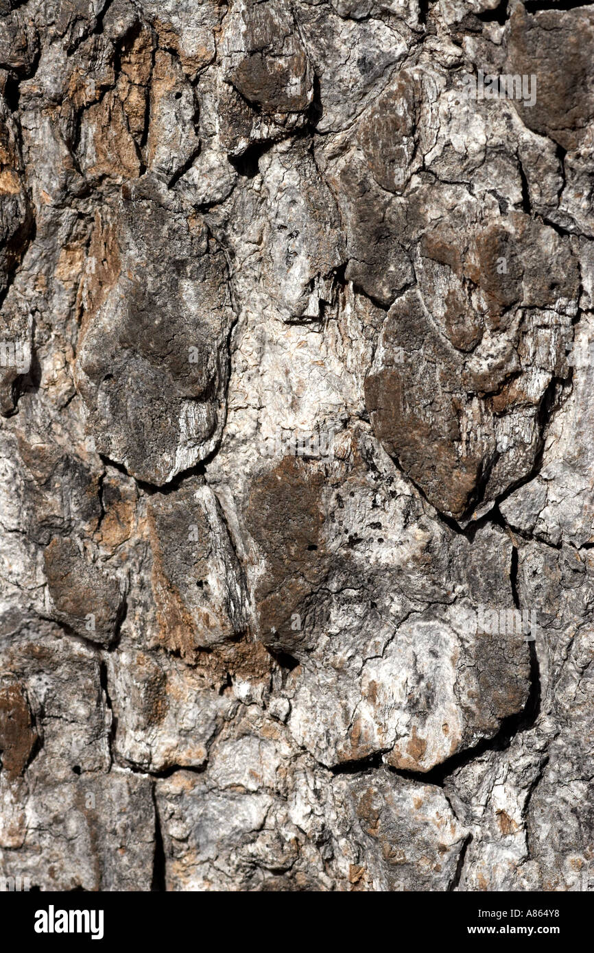 Jackal berry tree hi-res stock photography and images - Alamy