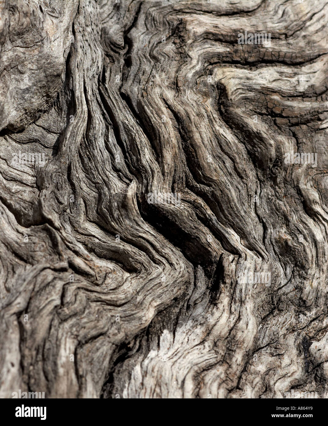 Leadwood combretum imberbe hi-res stock photography and images - Alamy