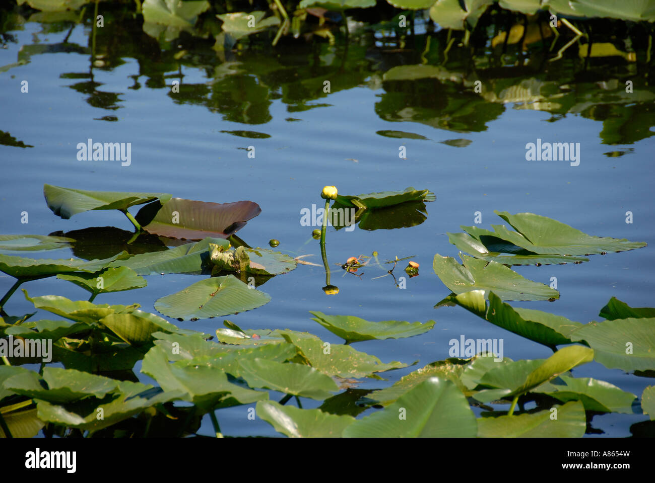 Lily pads in Everglades National Park Florida USA Stock Photo - Alamy