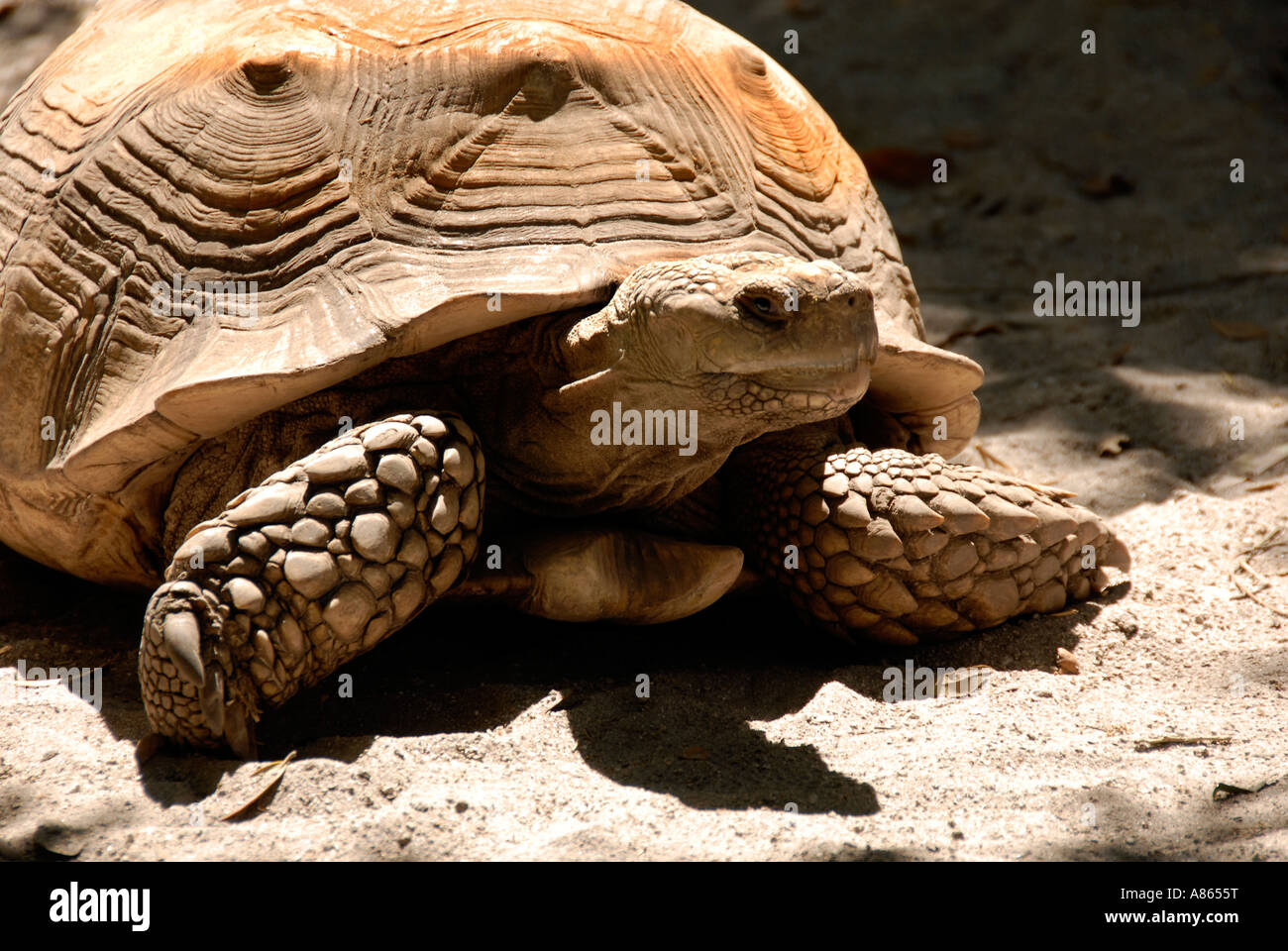 Tortoise refuge hi-res stock photography and images - Alamy