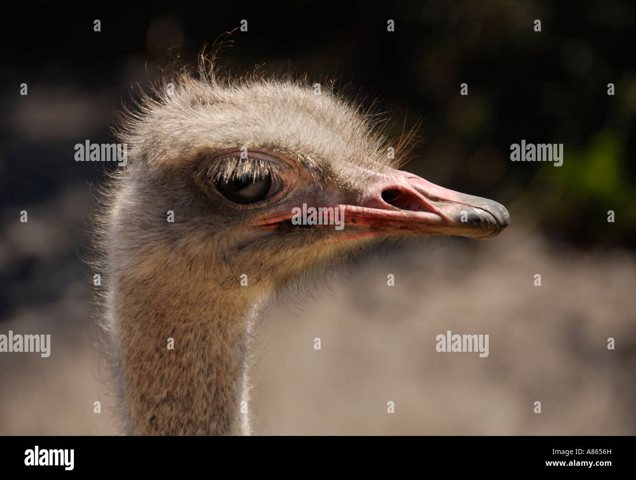 Ostrichs feathers hi-res stock photography and images - Alamy