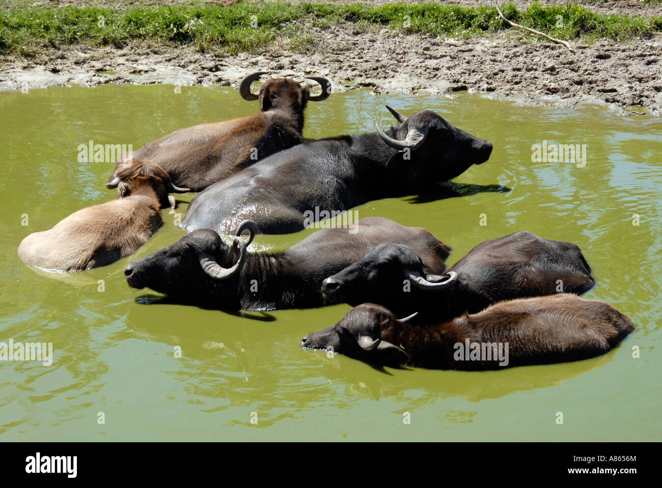 Water buffalos immersed in watering hole Stock Photo - Alamy