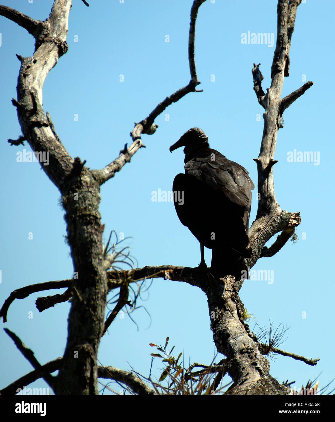 American black vulture in tree Stock Photo - Alamy