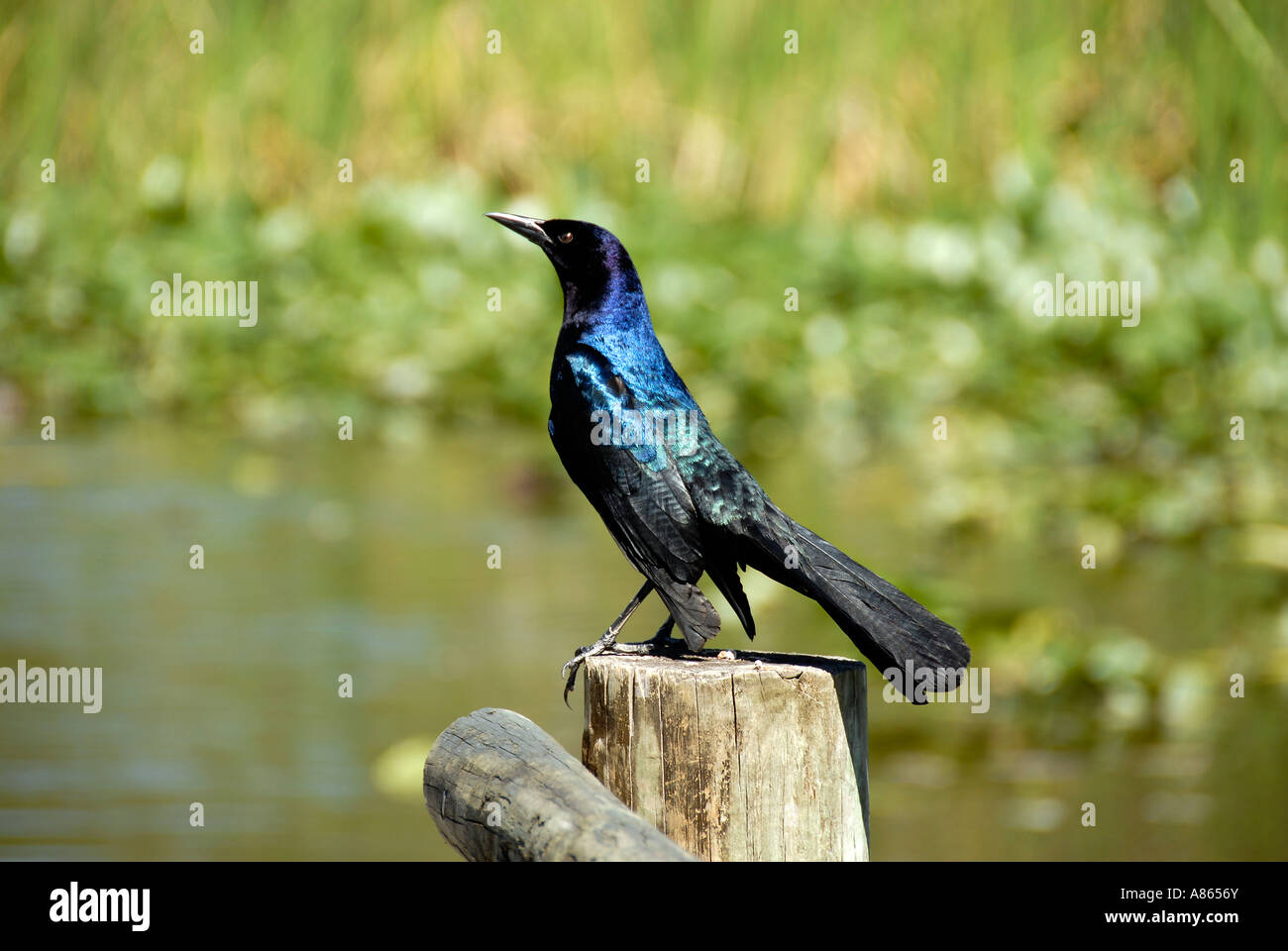 Male Boat Tailed Grackle Stock Photo - Alamy