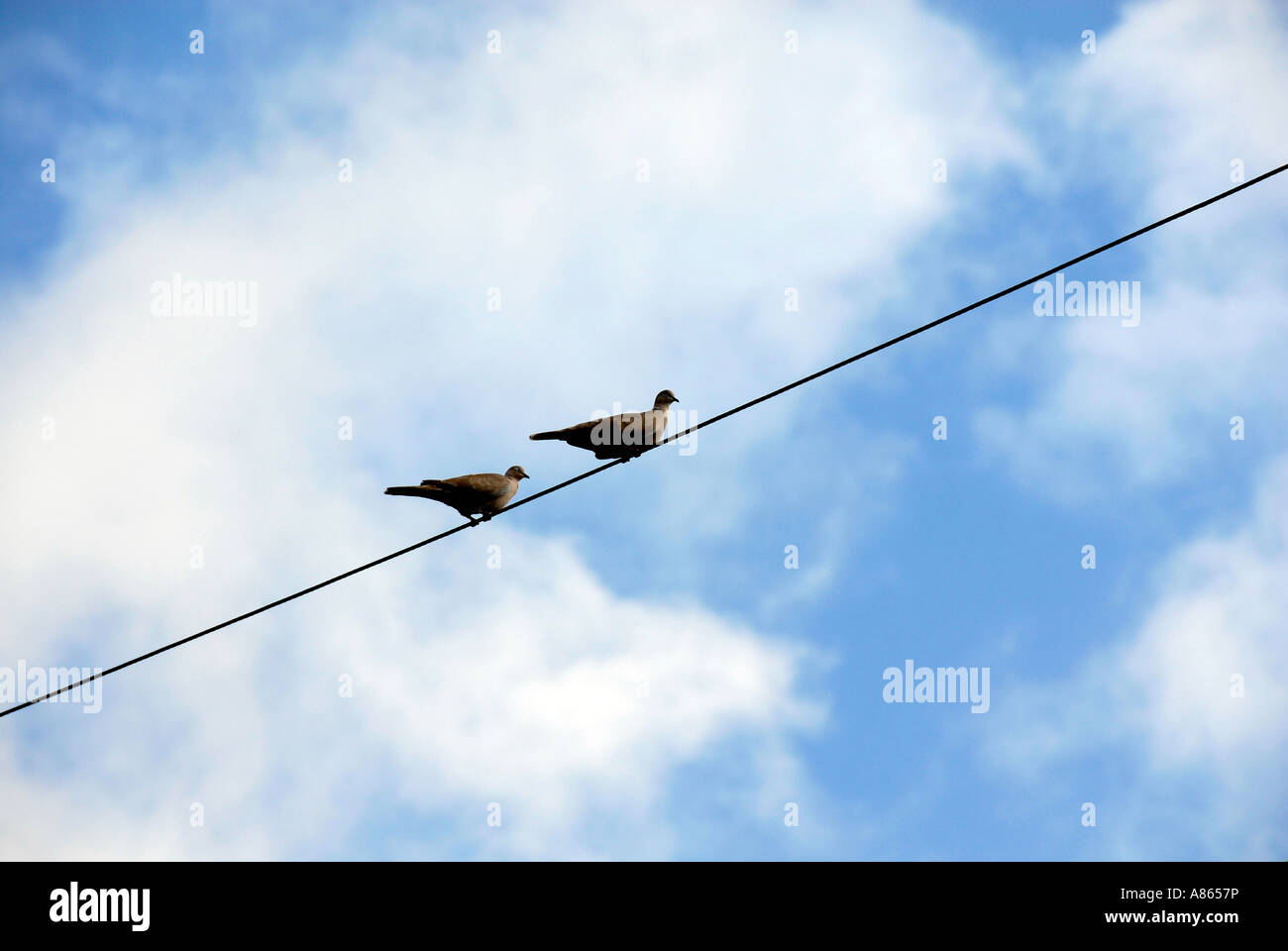 Birds on a wire Stock Photo - Alamy