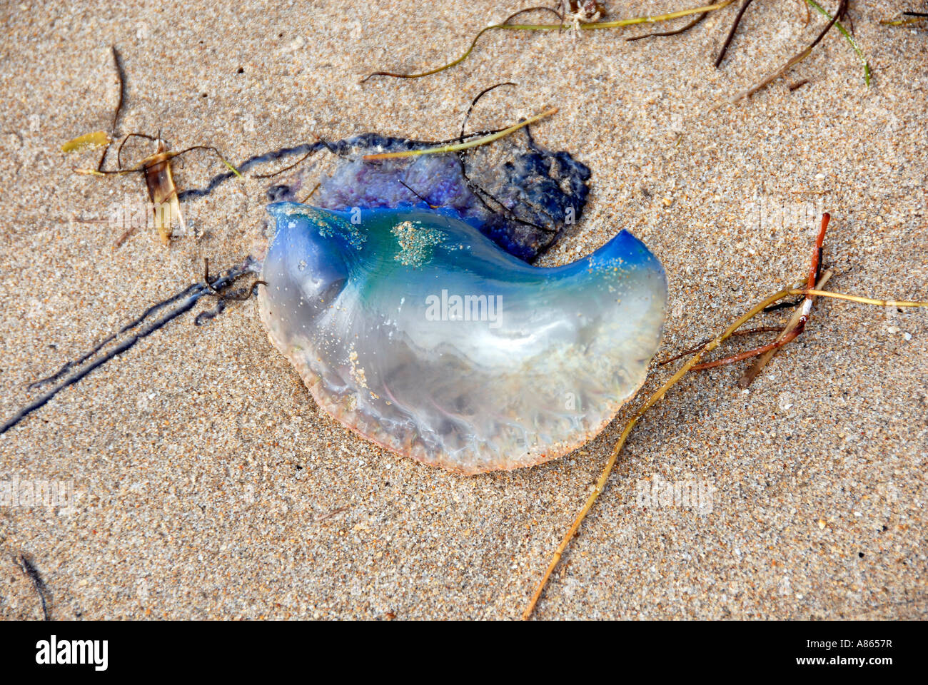Beached man of war hi-res stock photography and images - Alamy