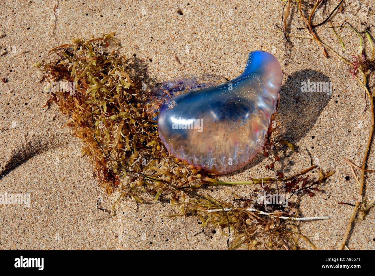 Beached Portuguese man-of-war Stock Photo - Alamy