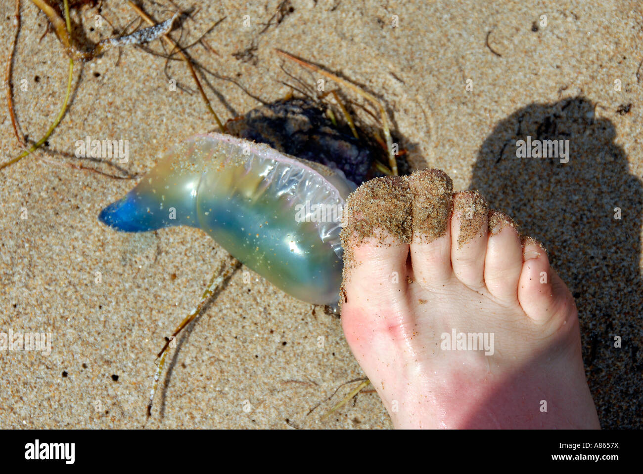 Beached Portuguese man-of-war Stock Photo - Alamy
