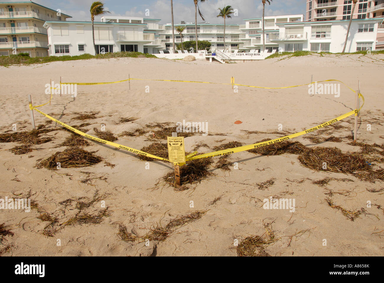 Protected sea turtle nest on Pompano Beach Florida USA Stock Photo - Alamy