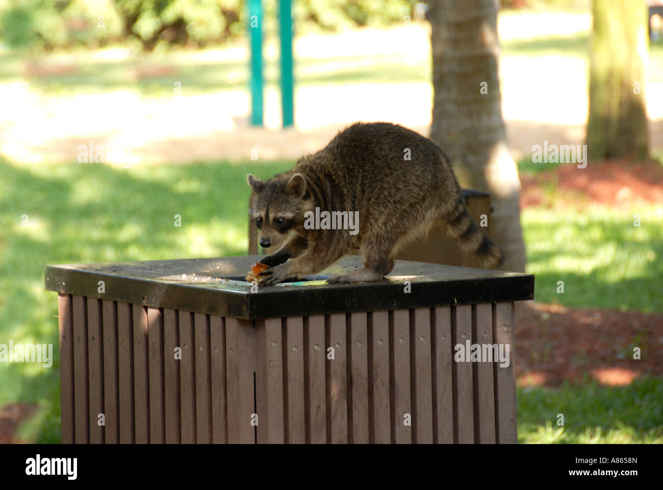 Raccoon garbage can hi-res stock photography and images - Alamy