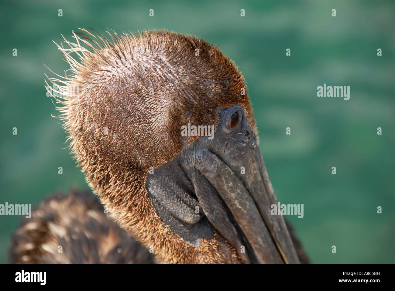 Head of female brown pelican Stock Photo - Alamy