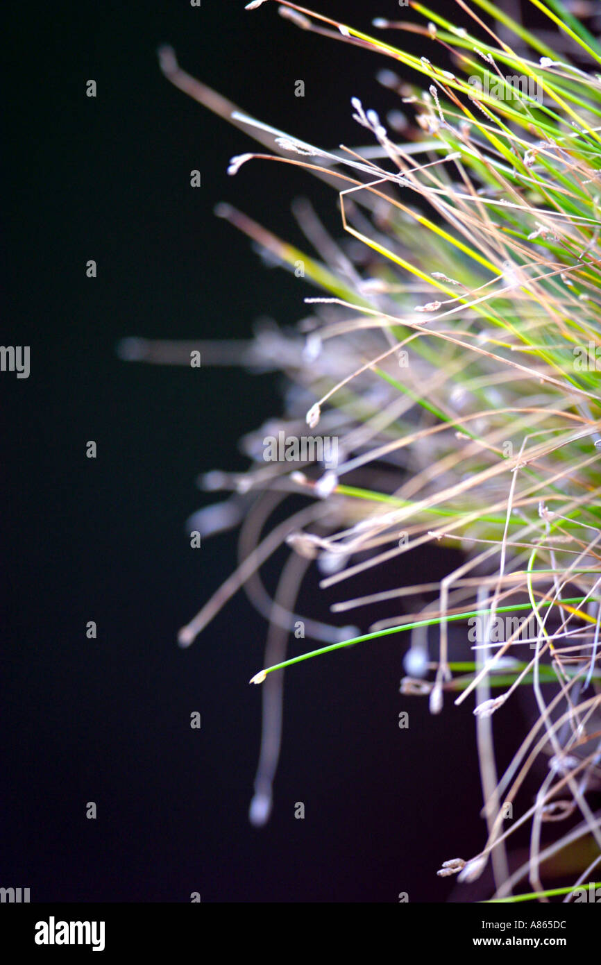 Fiber optic plant hi-res stock photography and images - Alamy