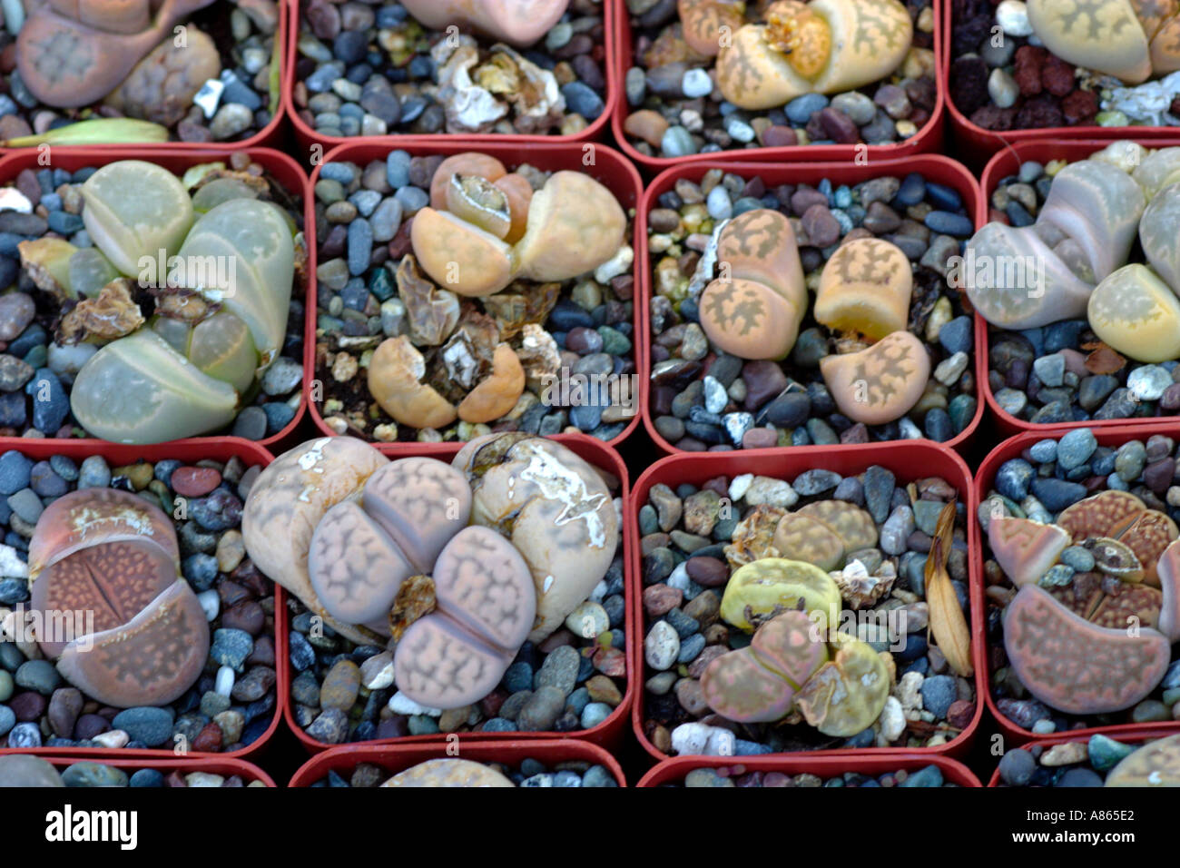Living Stones Stock Photo - Alamy