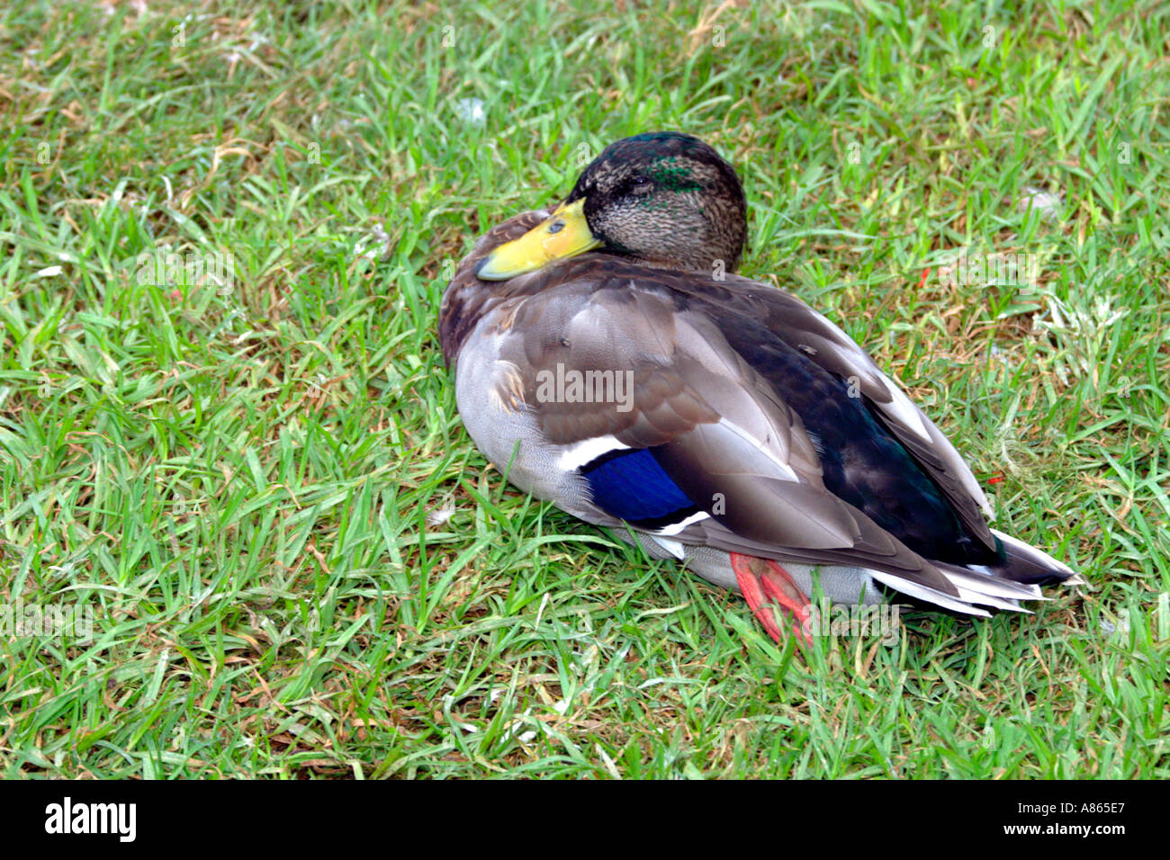 Orange billed duck hi-res stock photography and images - Alamy