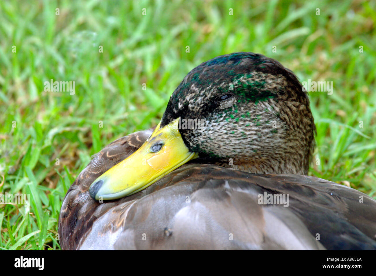 Duck billed speculum hi-res stock photography and images - Alamy