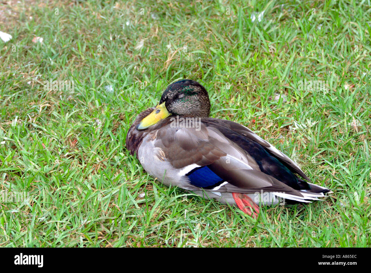 Duck billed speculum hi-res stock photography and images - Alamy