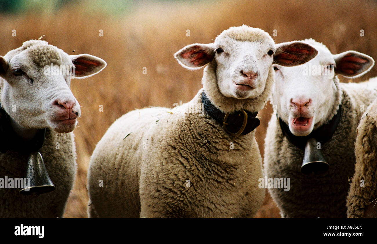 Good looking sheep hi-res stock photography and images - Alamy