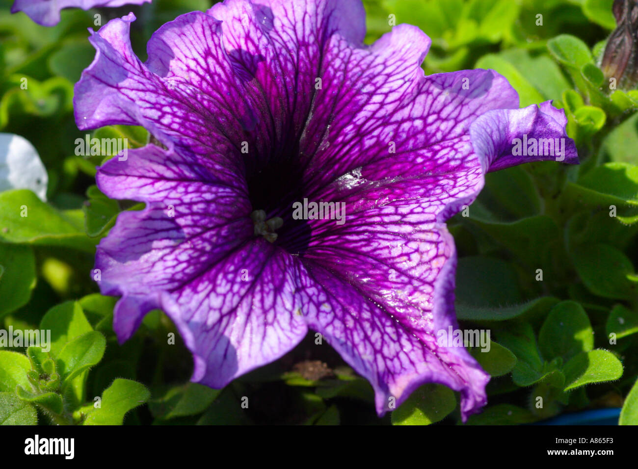 Petunia hybrida garden in hi-res stock photography and images - Alamy