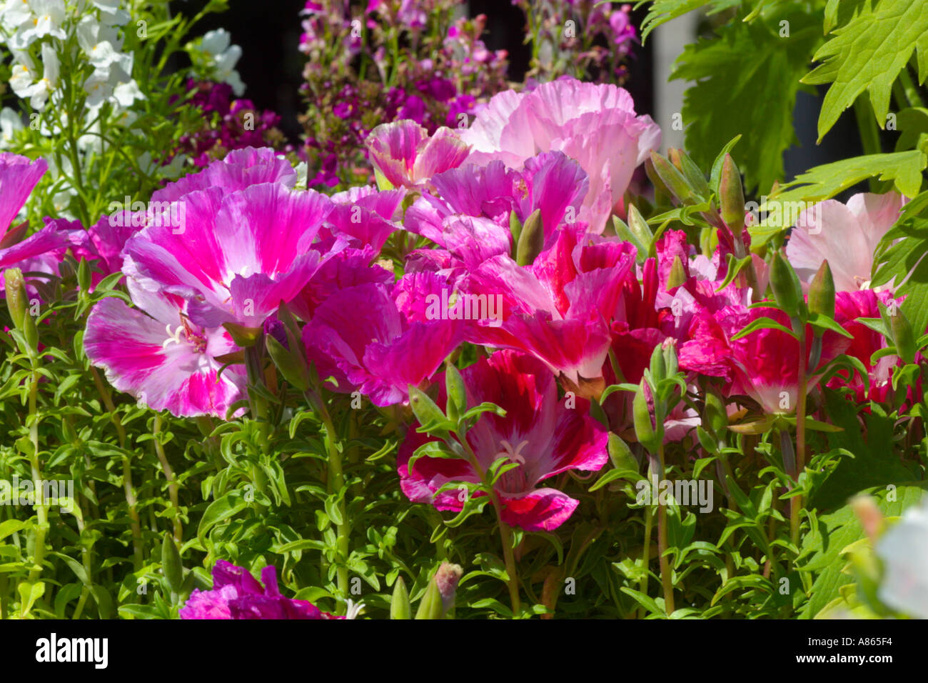 Godetia flower hi-res stock photography and images - Alamy