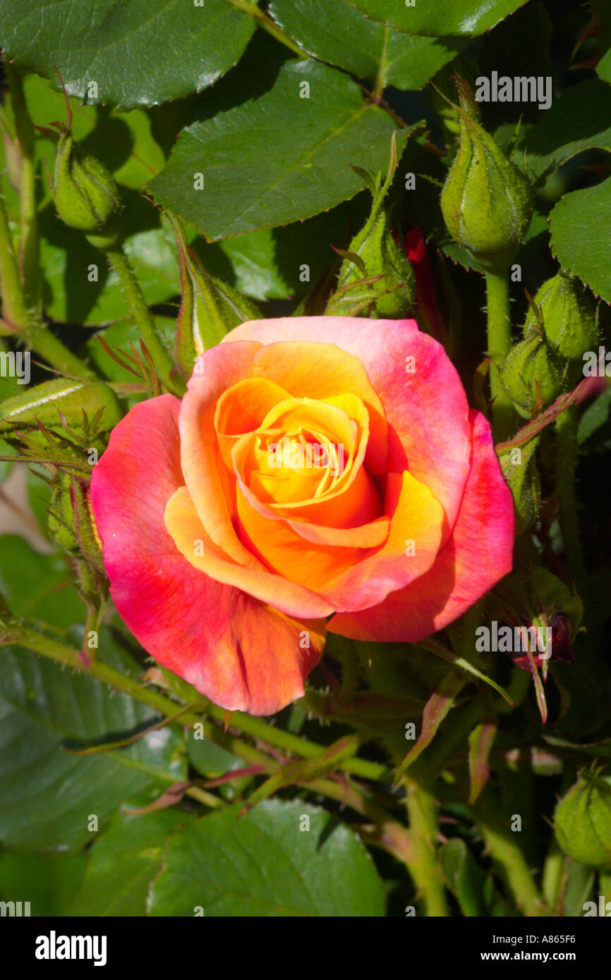Red Yellow and Orange Climbing Rose Stock Photo - Alamy